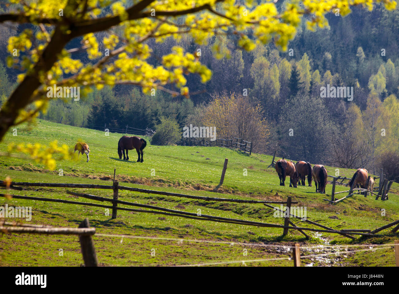 horse animal bloom blossom flourish flourishing spring wildlife ...
