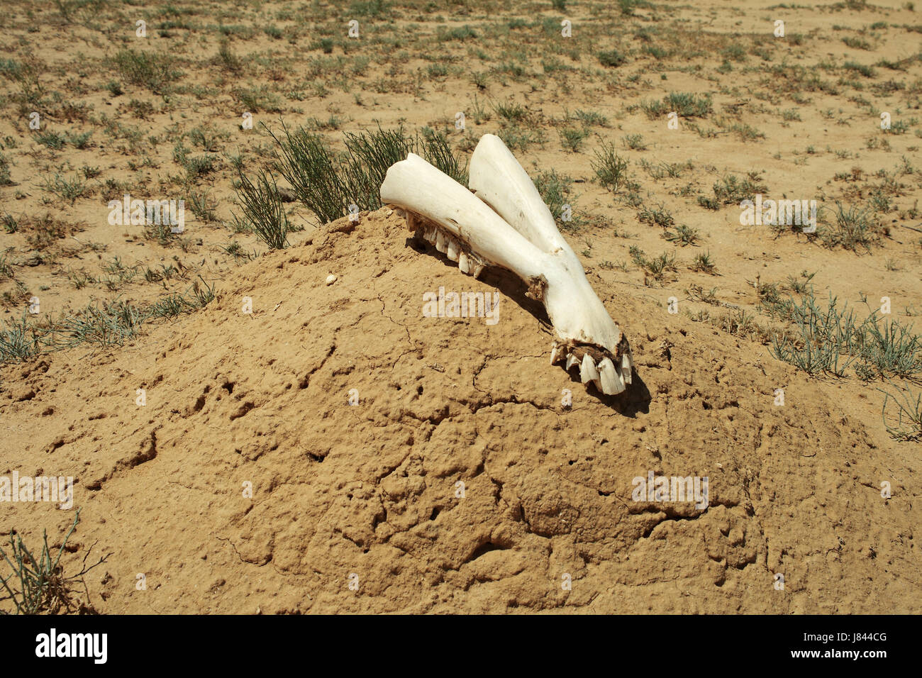 environment enviroment drought ecology harsh globe planet earth world ...