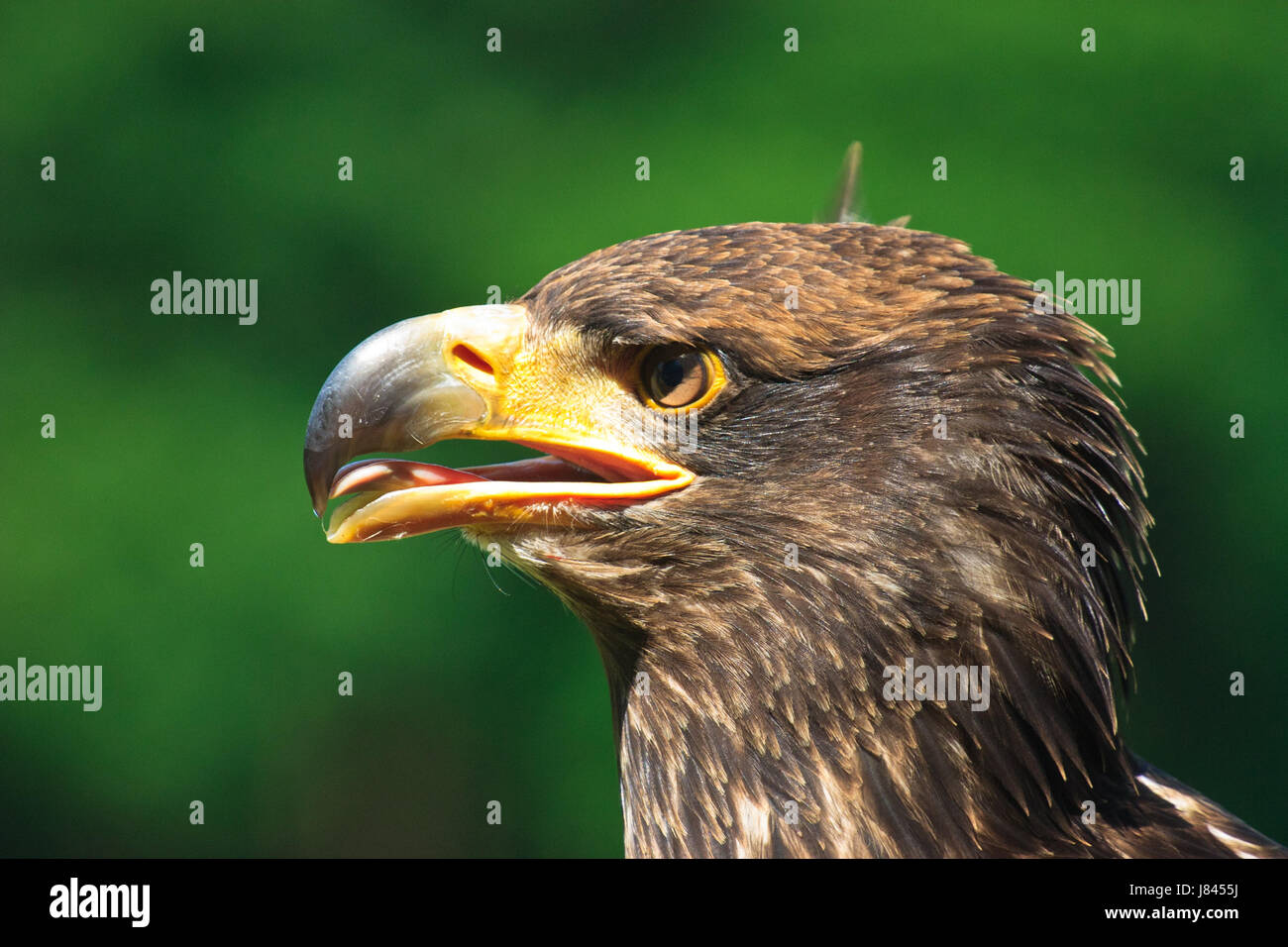 bird birds zoo raptor eagle germany german federal republic nature bird ...