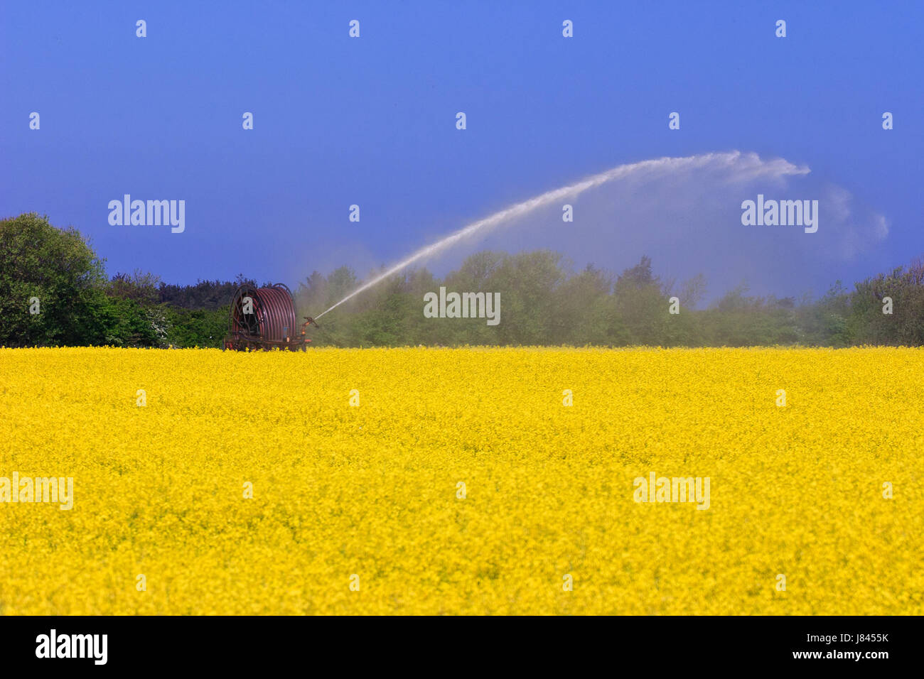 blue coleseed Rape field blossoms dryness bleed yellow water blue ...