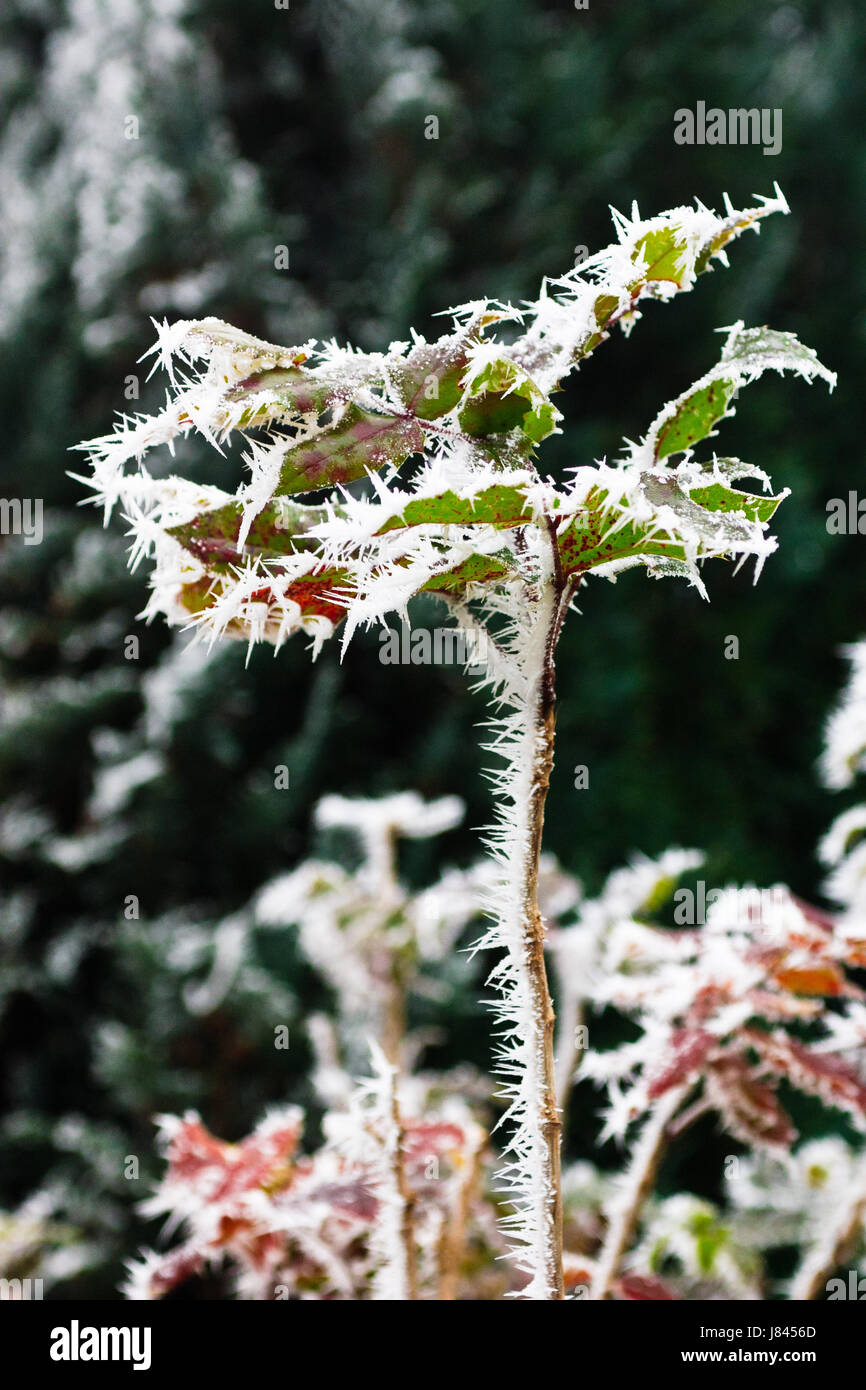 winter ice frost plans plant nature winter ice frost crystals plans ...