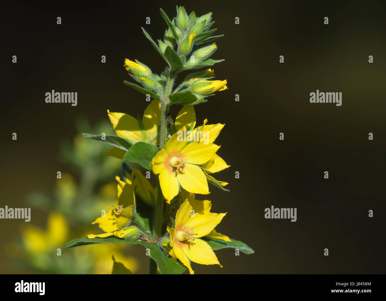 flower plant bloom blossom flourish flourishing flower plant bloom ...