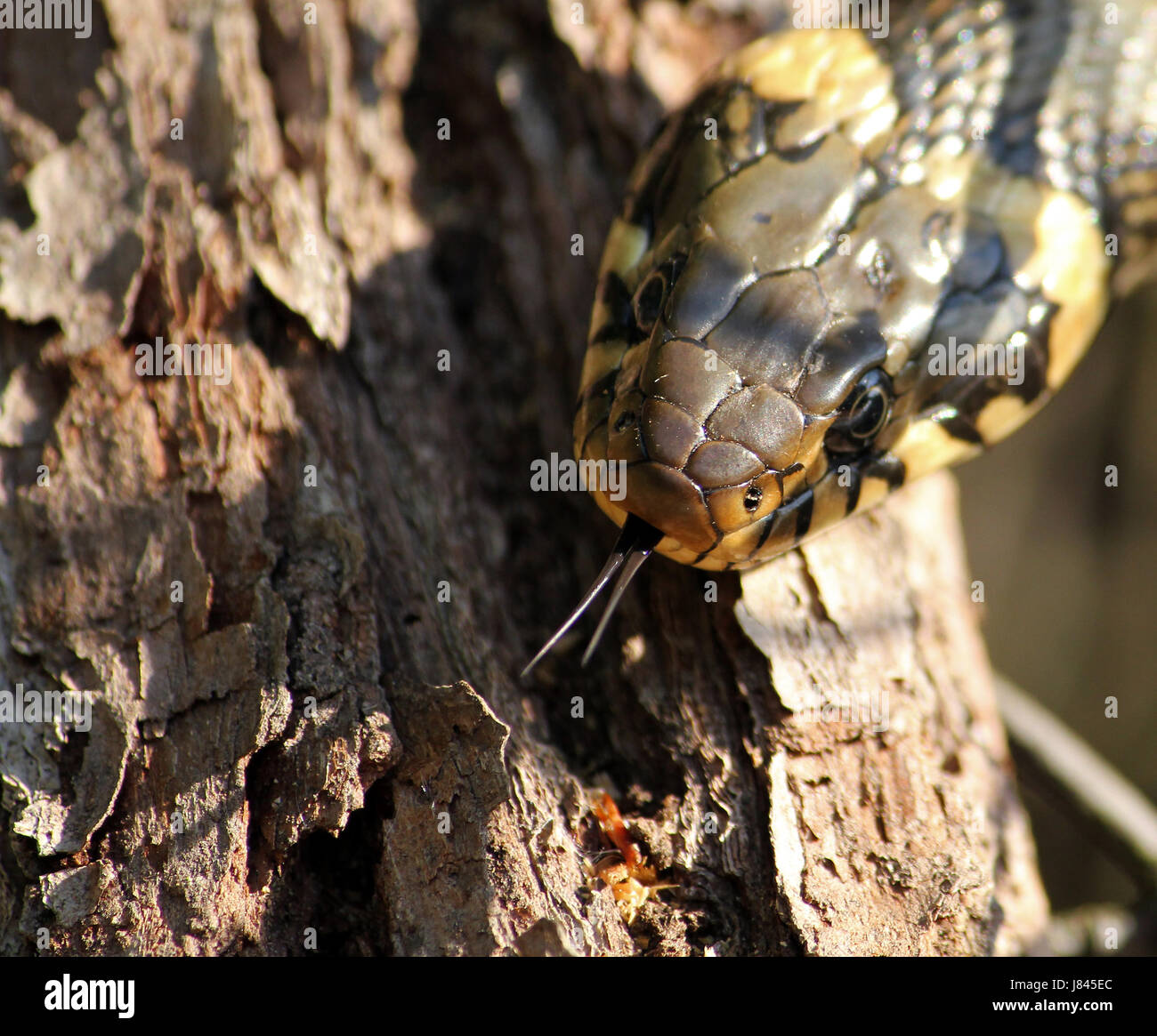 animal trunk eye organ branch snake vipers grass snake head natrix ...