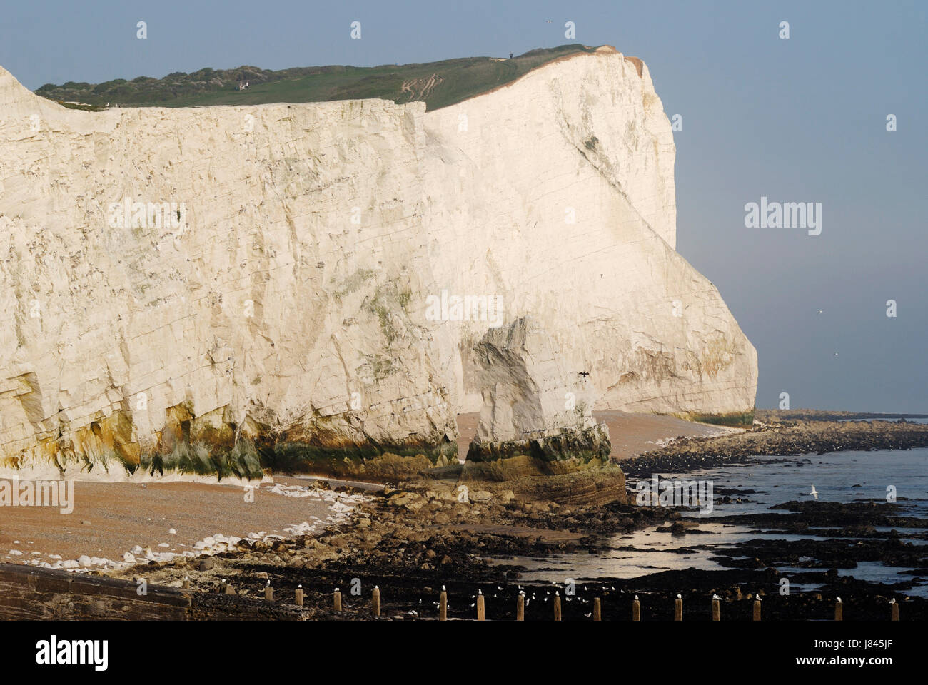 beach seaside the beach seashore rock england chalk cliff shingle bird ...