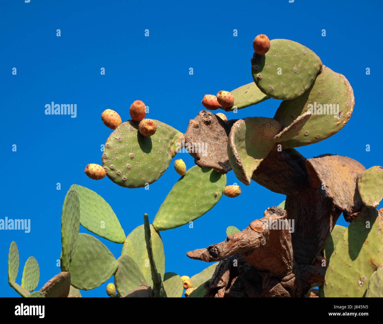 cactus fig indian blue flora water mediterranean salt water sea ocean ...