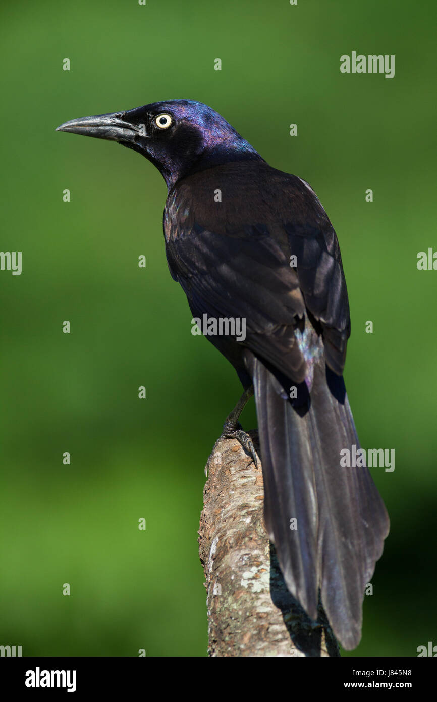 Grackle hi-res stock photography and images - Alamy
