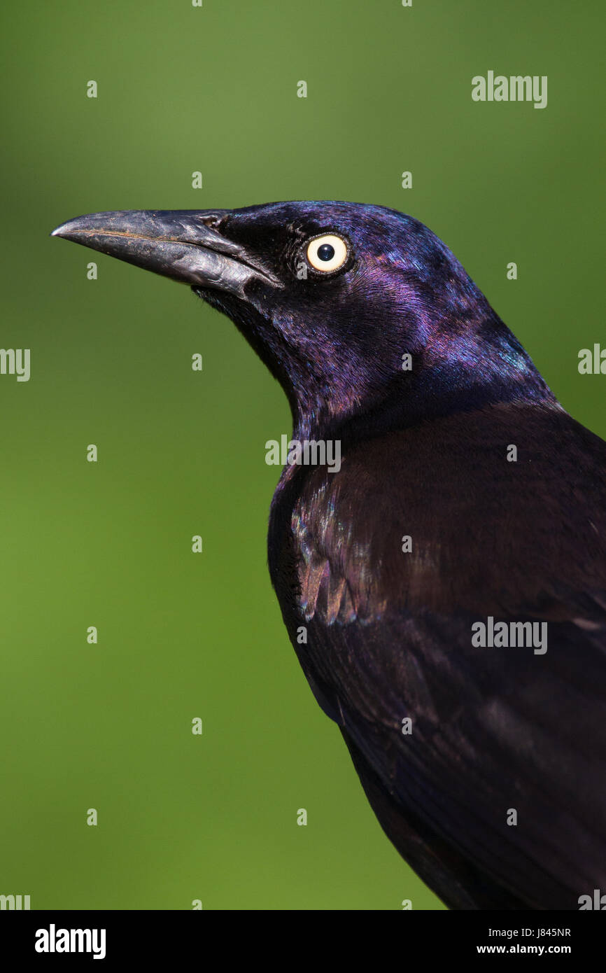 A portrait of a common grackle Stock Photo - Alamy