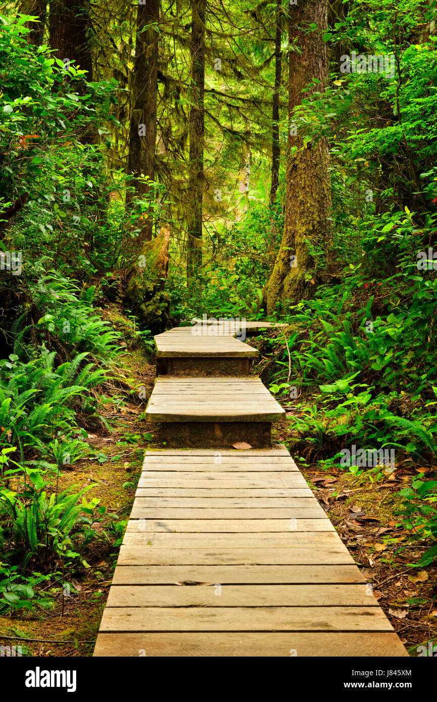 tree trees hike go hiking ramble trail wilderness rainforest rain ...