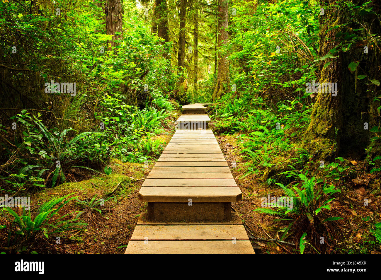 tree trees hike go hiking ramble trail wilderness rainforest rain ...