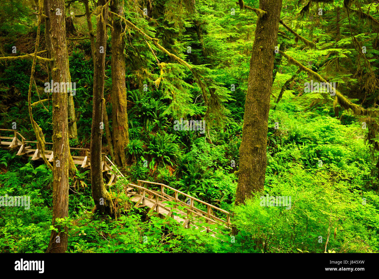tree trees hike go hiking ramble trail wilderness rainforest rain ...