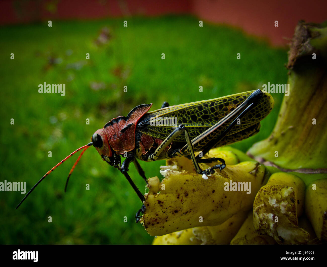 Grasshopper Eating The Green Thumb: Grasshopper Management Tips | Utah