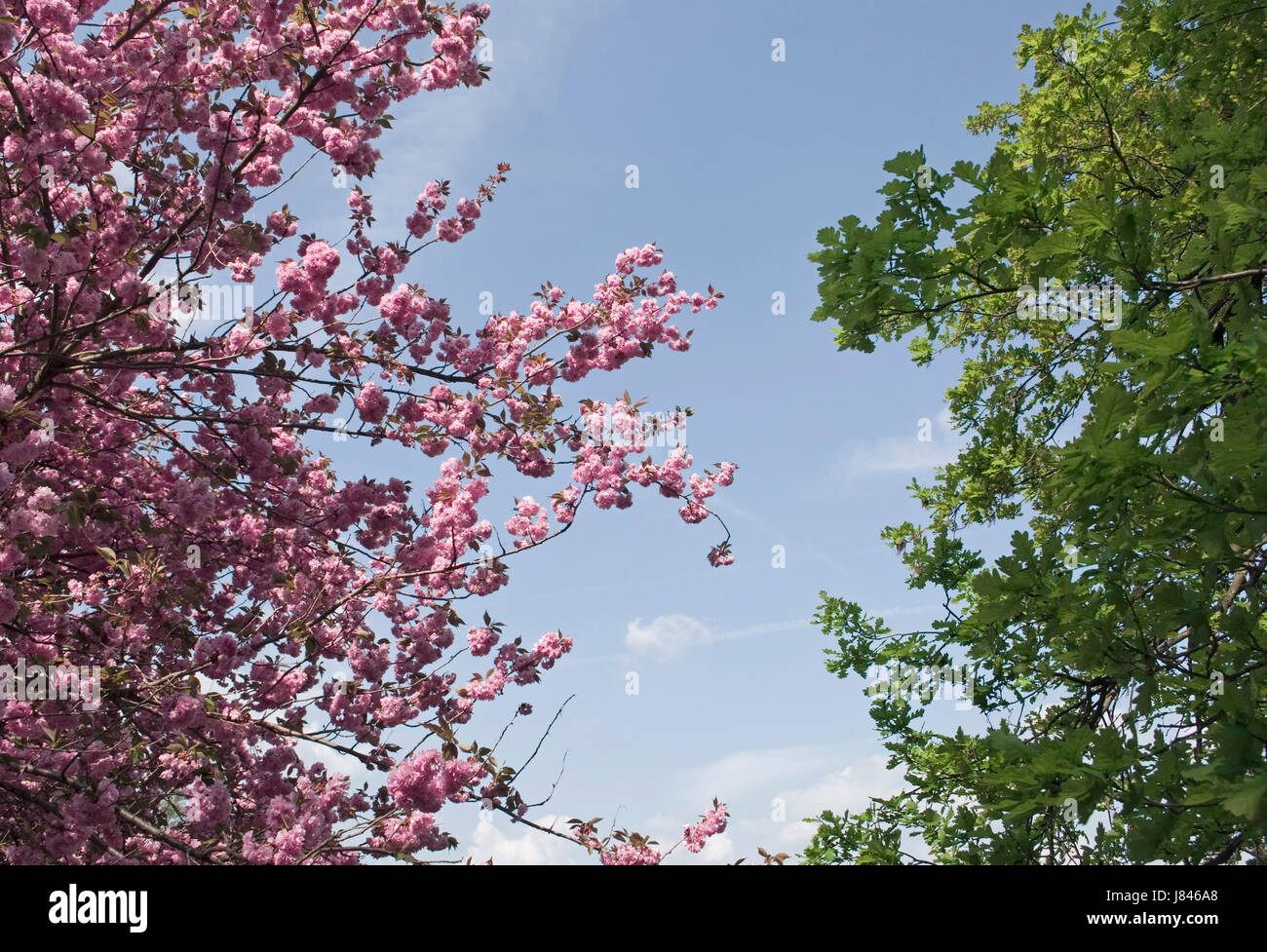 tree trees contrast plants blooming nature colour tree trees bloom ...
