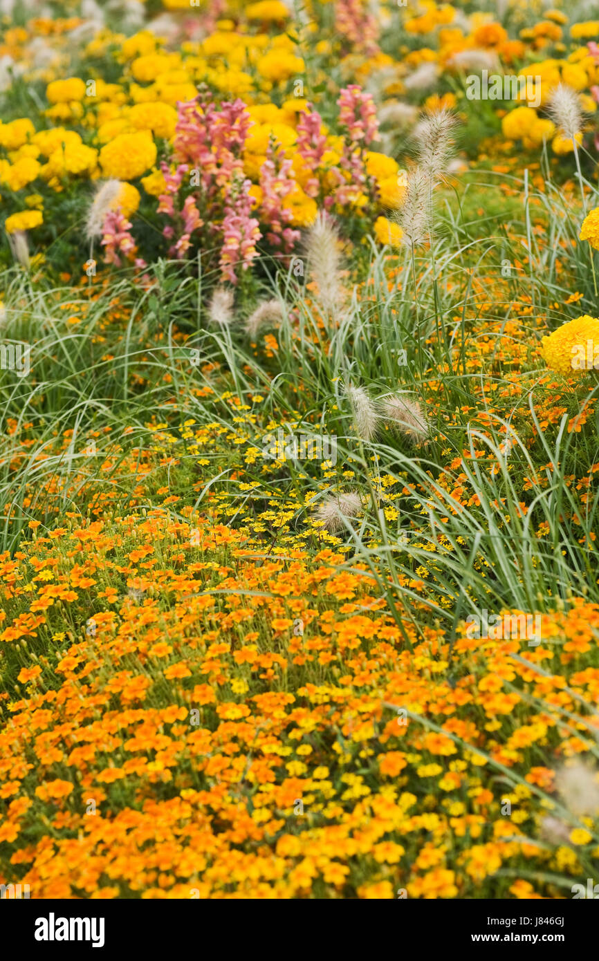 garden flower plant green bloom blossom flourish flourishing flowers ...