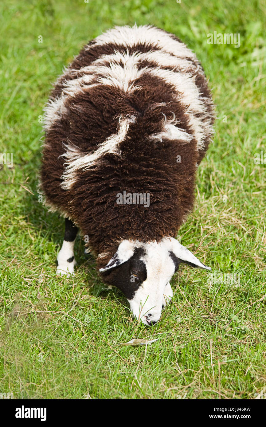 animal animals agriculture farming sheep wool farm lawn green nature ...