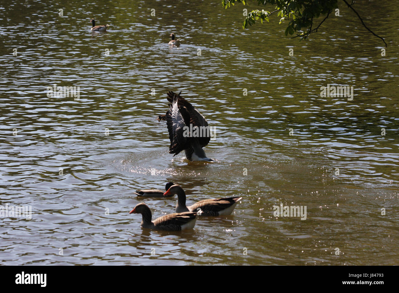 wing feathering geese goose geeser blue animal bird birds blank ...