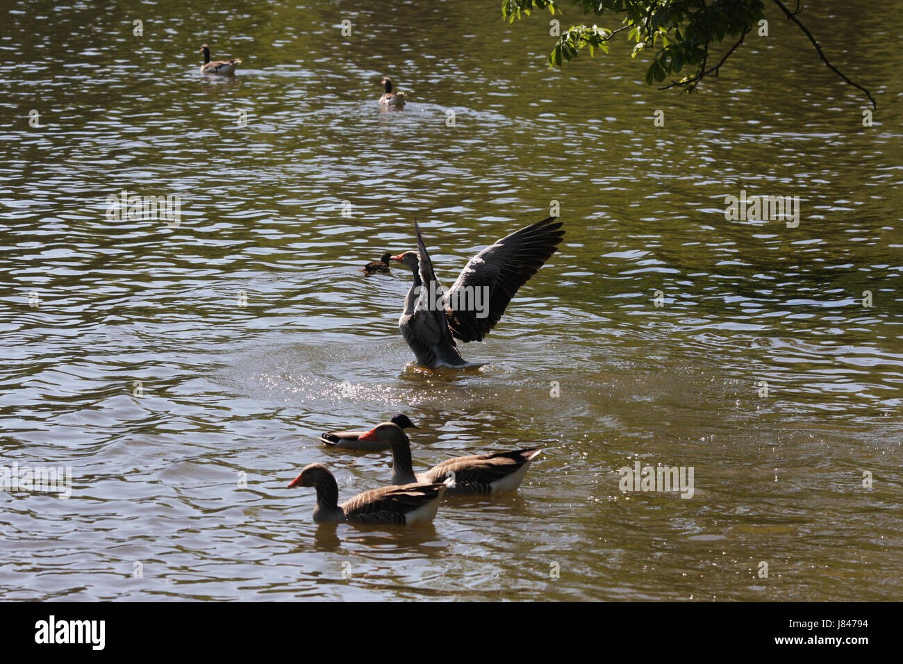 wing feathering geese goose geeser blue animal bird birds blank ...
