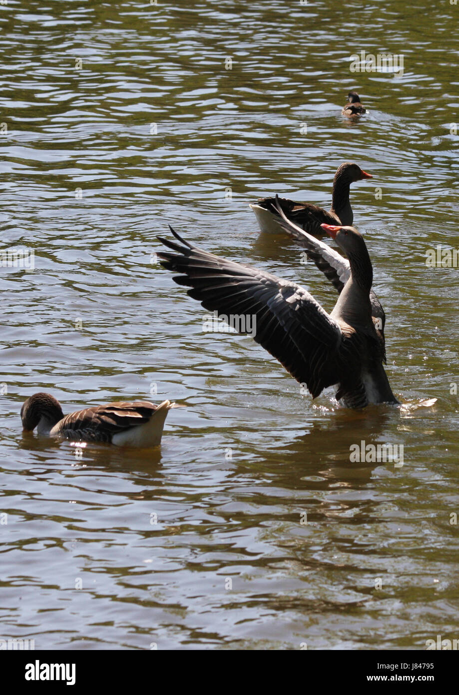 wing feathering geese goose geeser blue animal bird birds blank ...