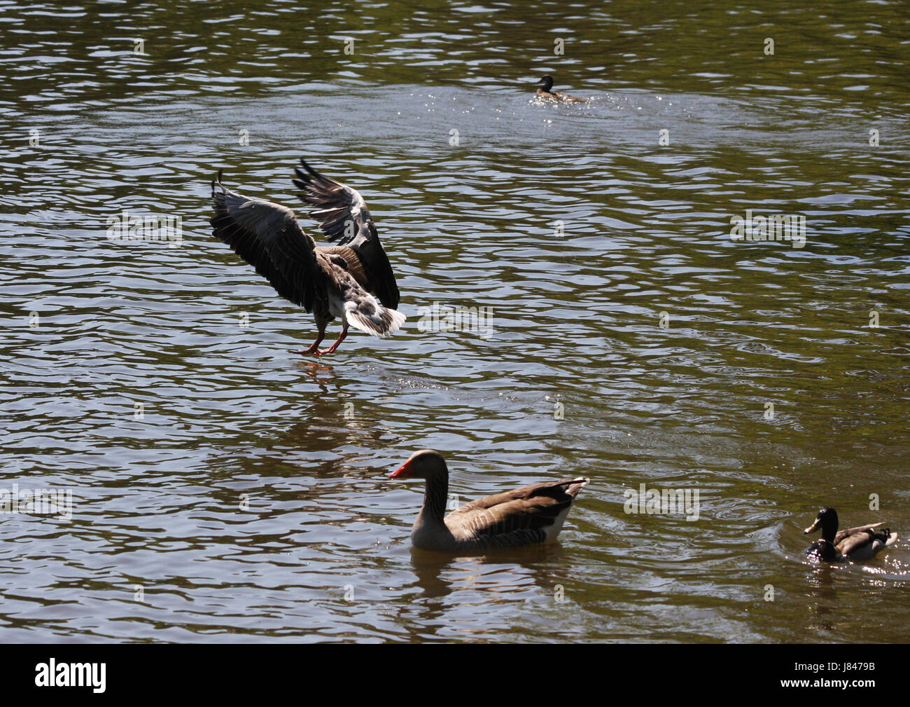 wing feathering geese goose geeser blue animal bird birds blank ...