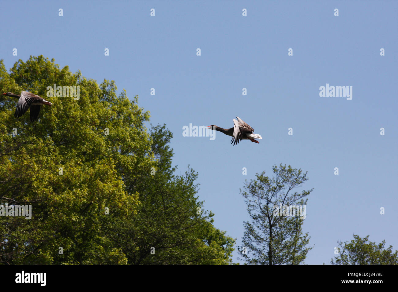 wing feathering geese goose geeser blue animal bird birds blank ...