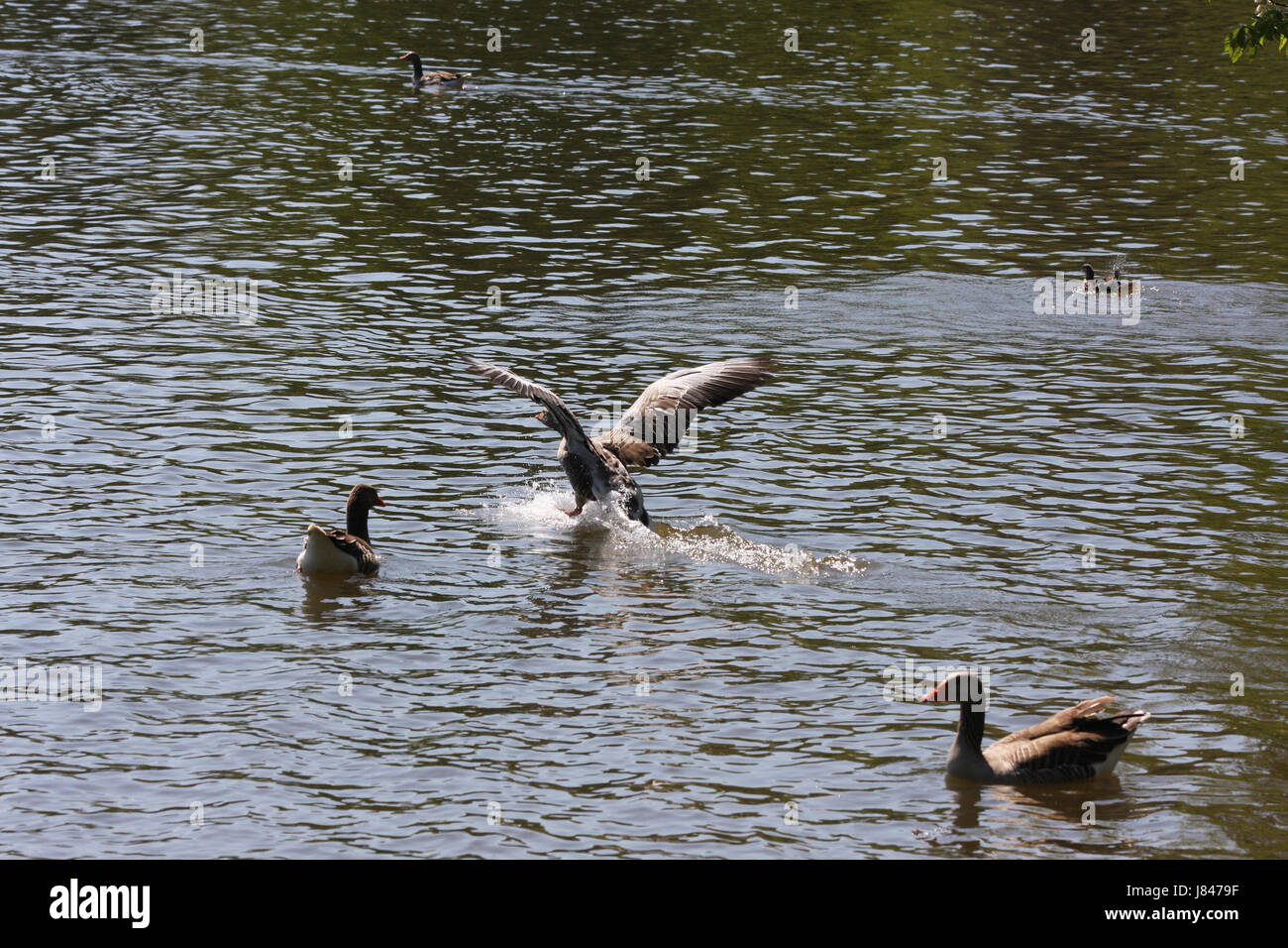 wing feathering geese goose geeser blue animal bird birds blank ...