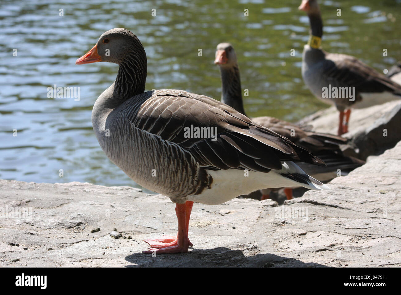wing feathering geese goose geeser blue animal bird birds blank ...
