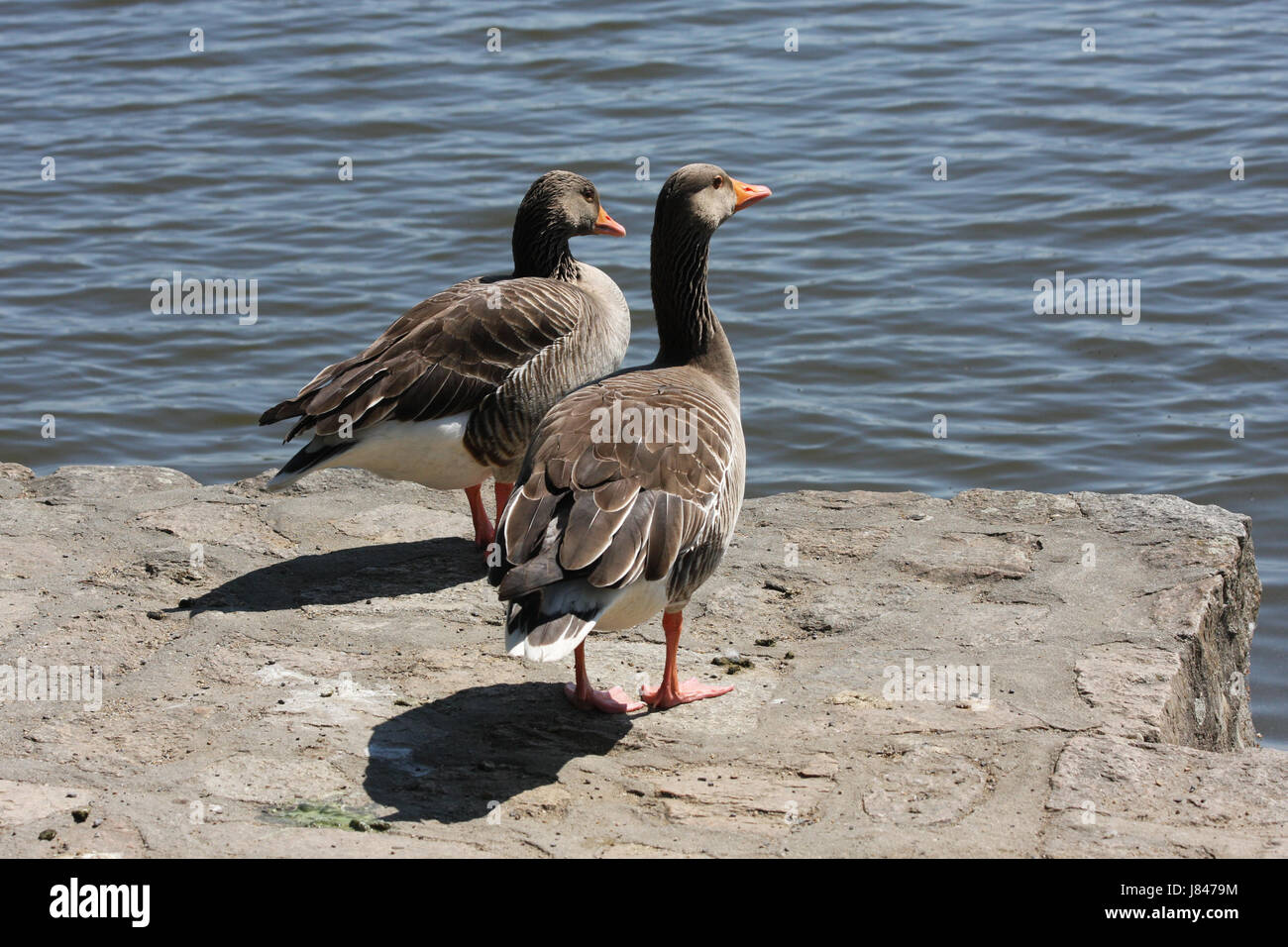 wing feathering geese goose geeser blue animal bird birds blank ...