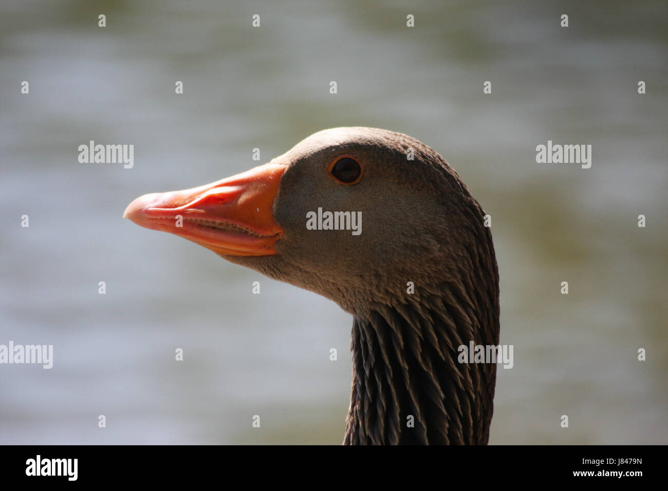 wing feathering geese goose geeser blue animal bird birds blank ...