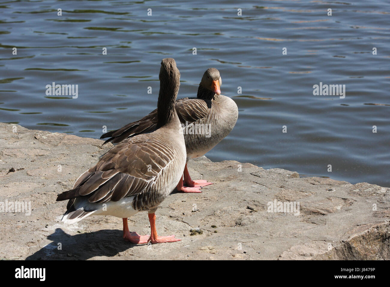 wing feathering geese goose geeser blue animal bird birds blank ...