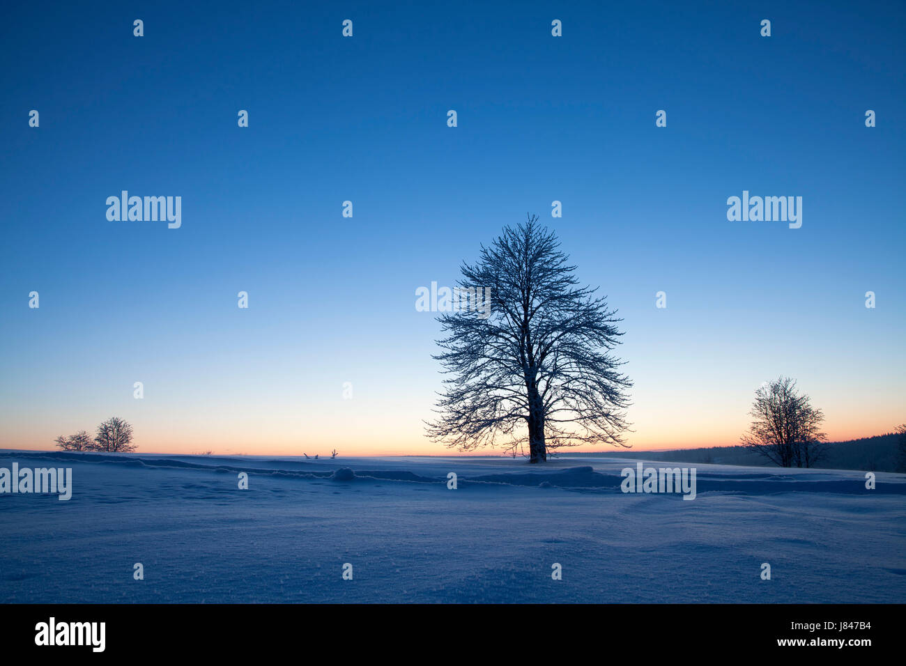 tree trees horizon winter sunset deciduous trees twilight snow blue ...