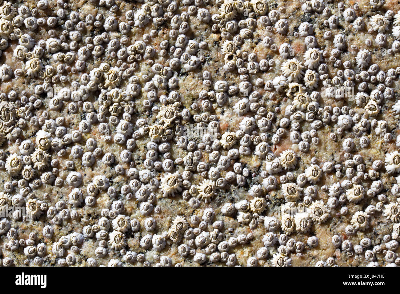 Rock salt find hi-res stock photography and images - Alamy