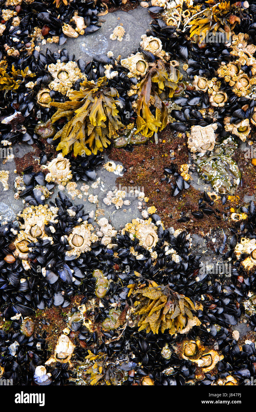 pacific salt water sea ocean water shellfish barnacles backdrop ...