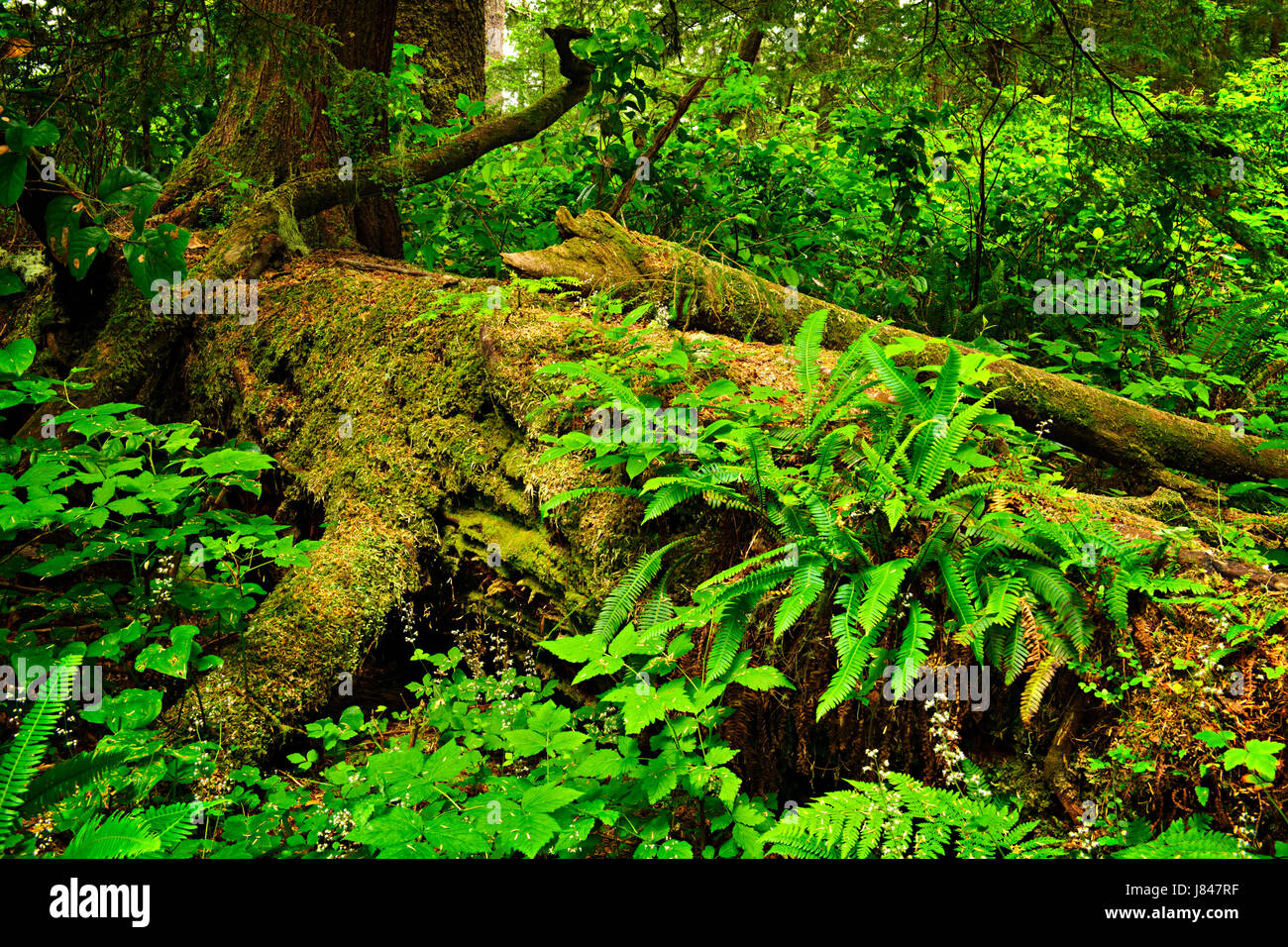 tree trees wilderness rainforest rain forest forest fallen protected ...