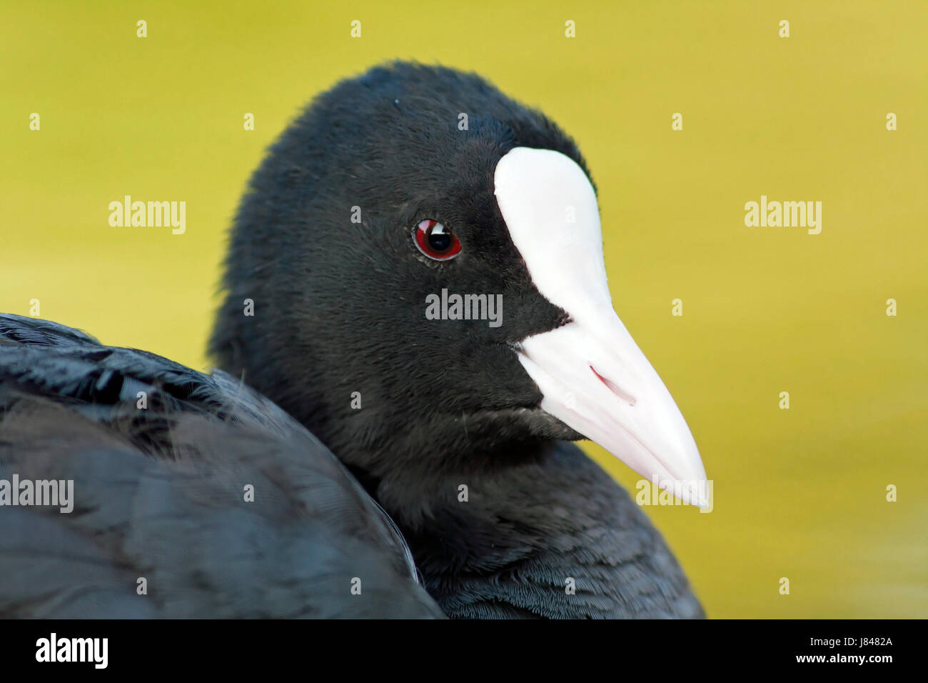 portrait beak waterfowls waterfowl beaks head blsshuhn blsshuhn ...