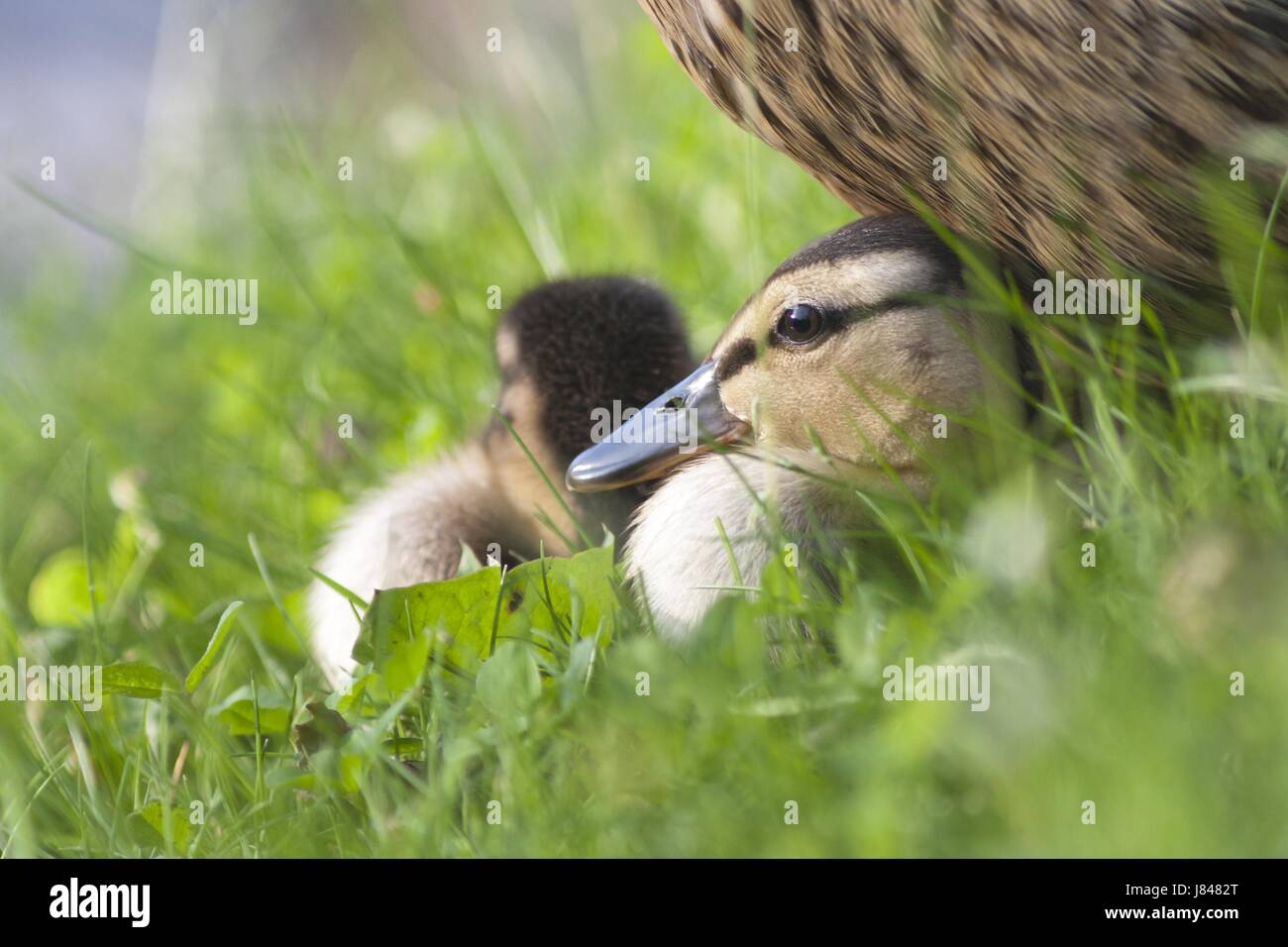 ducks chick cute protected sheltered eyes guard lie lying lies look ...