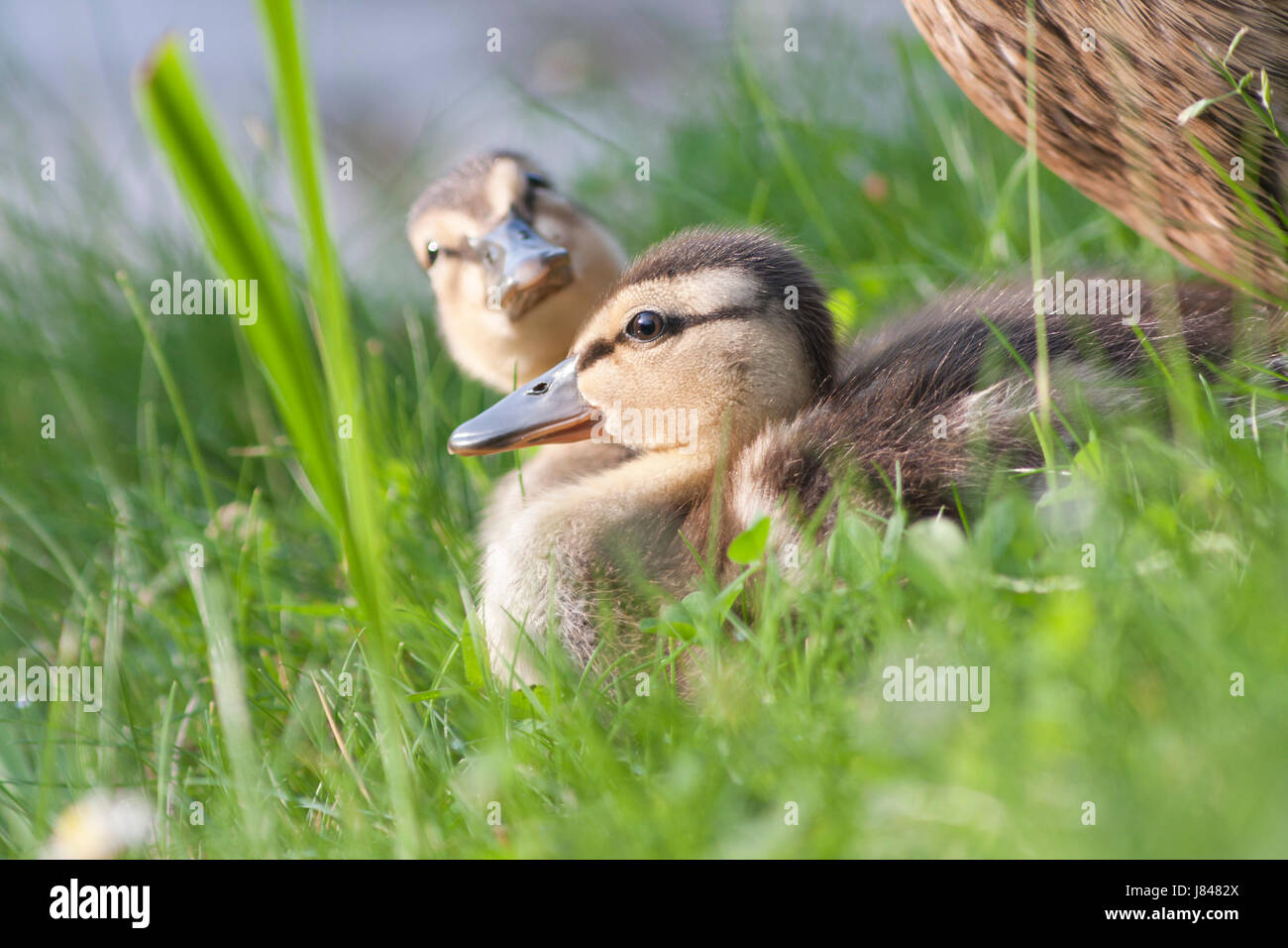 ducks chick cute protected sheltered eyes guard lie lying lies look ...