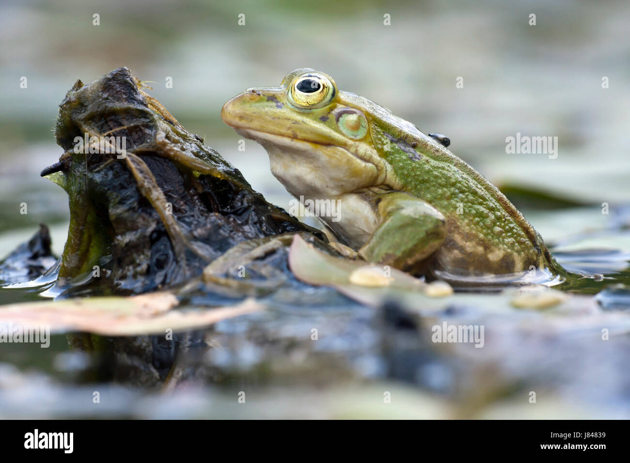 Quack hi-res stock photography and images - Alamy