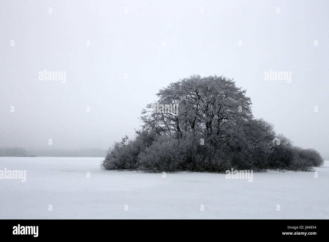 tree trees winter fog ice frozen snow isle island tree trees winter fog ...