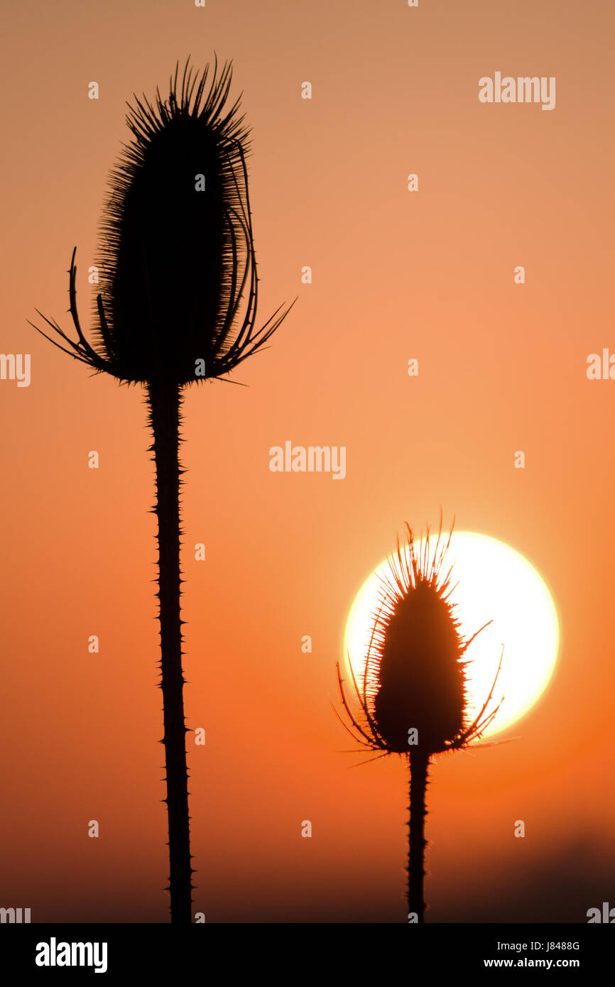 flower plant sunset counter-light teasel silhouette firmament sky ...
