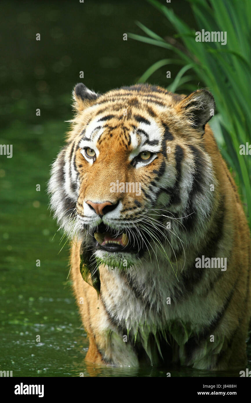 mammal portrait big cat feline predator cat tiger siberia predator ...