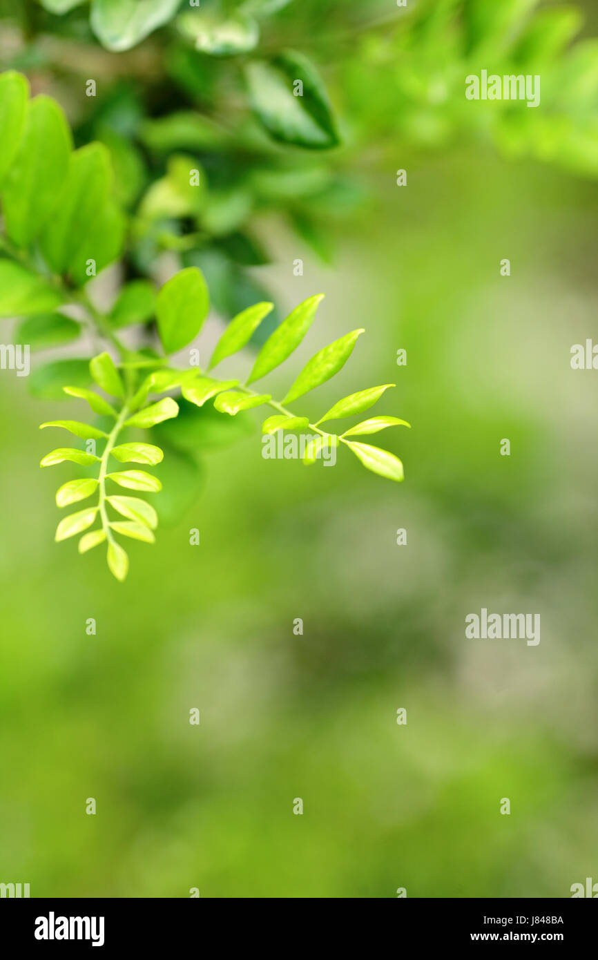 leaf eco environment enviroment tree garden space new flora botany ...