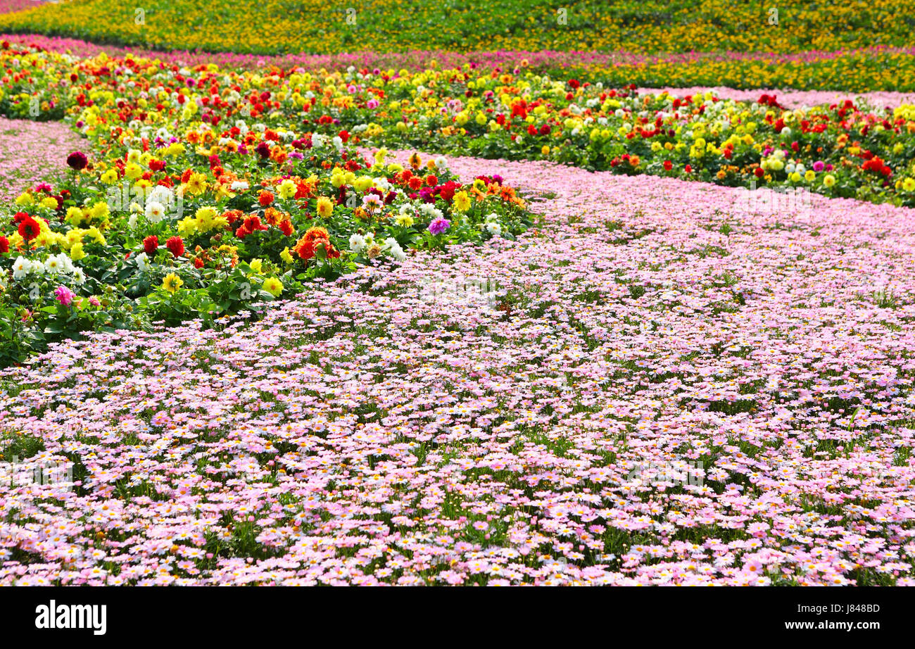 blue colour horizon garden space flower plant bloom blossom flourish ...