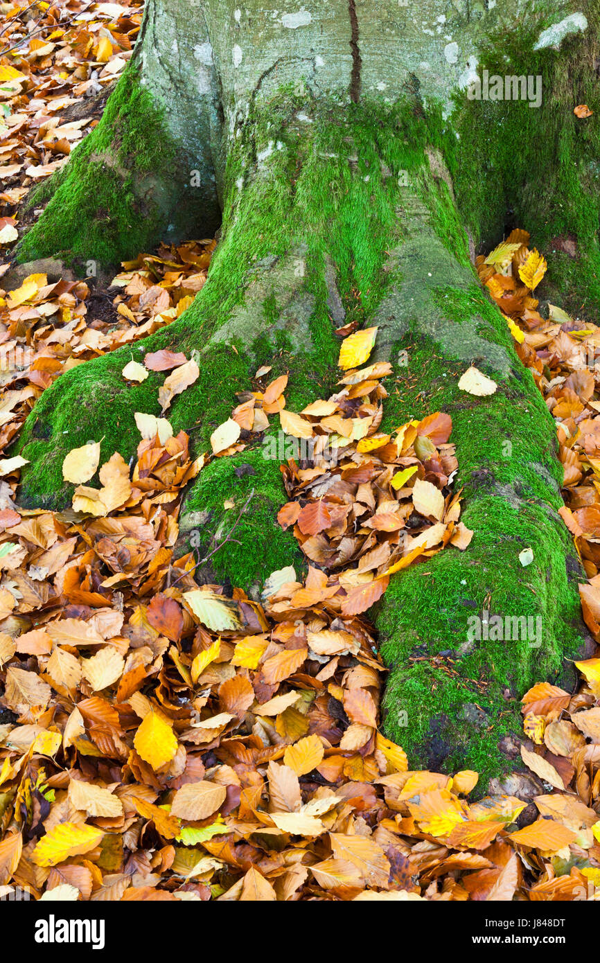 leaf tree leaves coloured colourful gorgeous multifarious richly ...