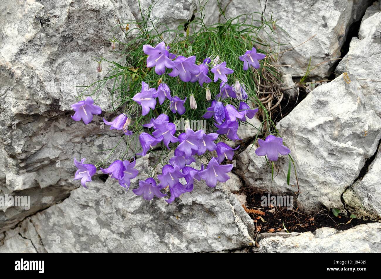 Bell flowers hi-res stock photography and images - Alamy
