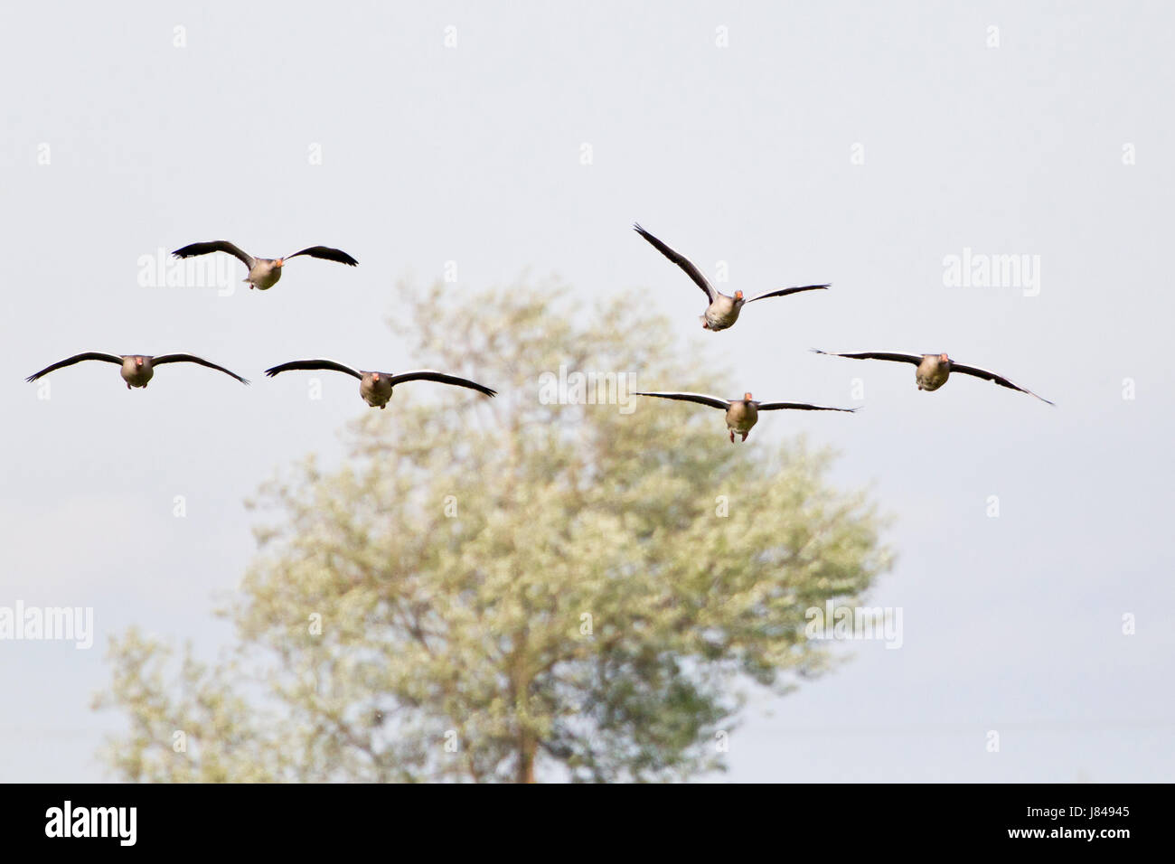 Buga horizontal hi-res stock photography and images - Alamy