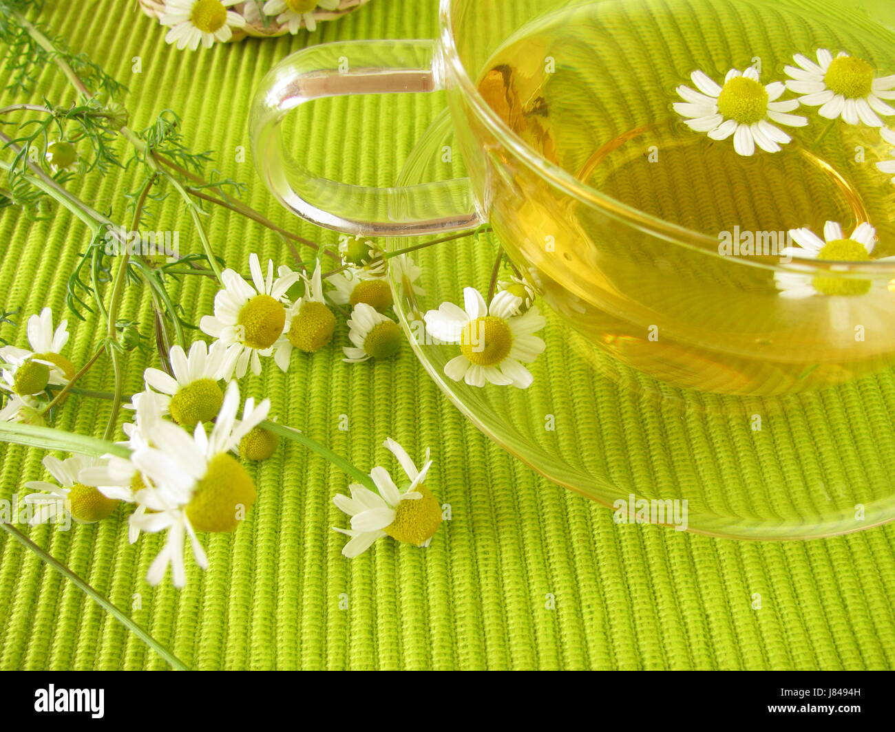 tea camomile camomiletea cup tea health drink blossoms compositae ...