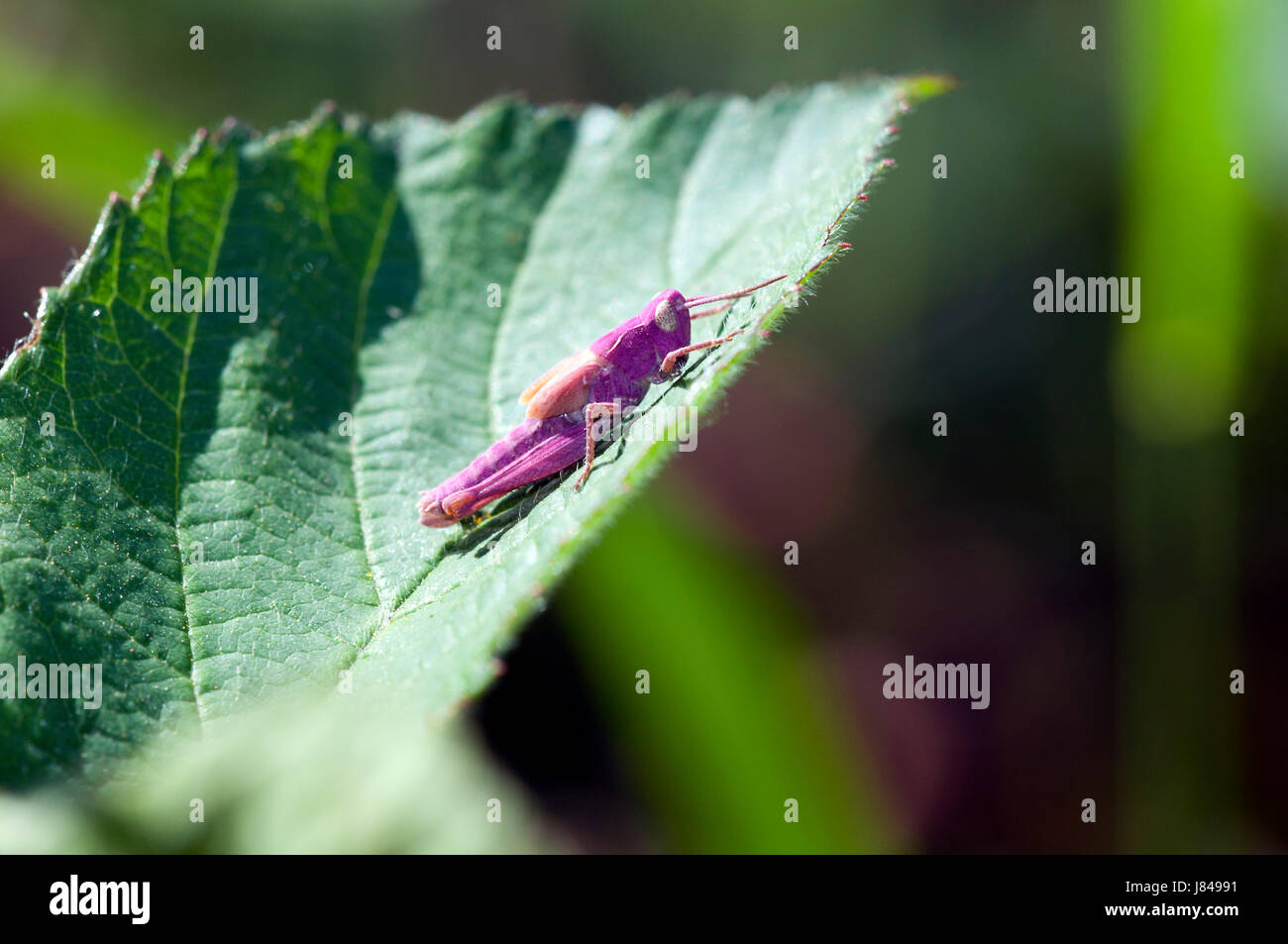 insect rare grasshopper mutation pink leaf macro close-up macro ...