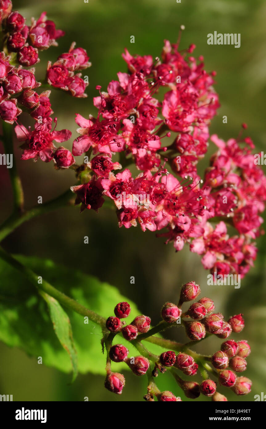 shrub shrubs flower bed flowerbed garden plant green bloom blossom ...