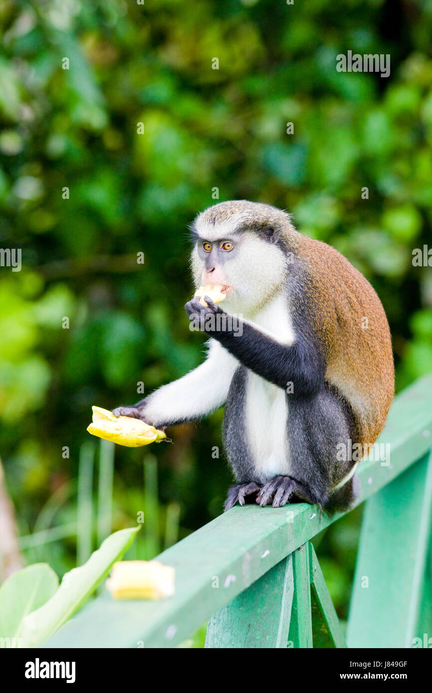 Grenada wildlife and animals hi-res stock photography and images - Alamy