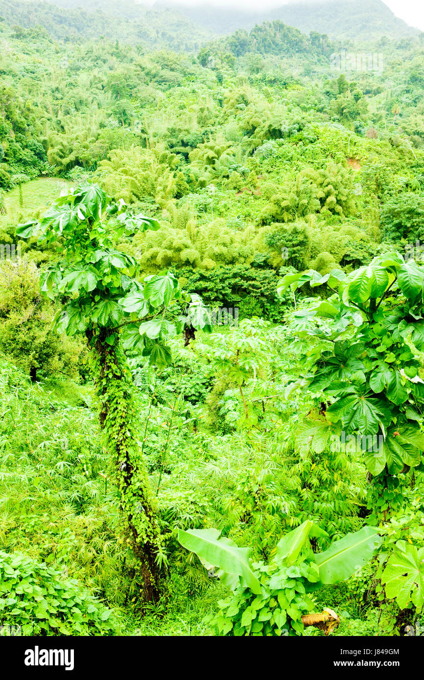 landscape scenery countryside nature travel flora botany america ...