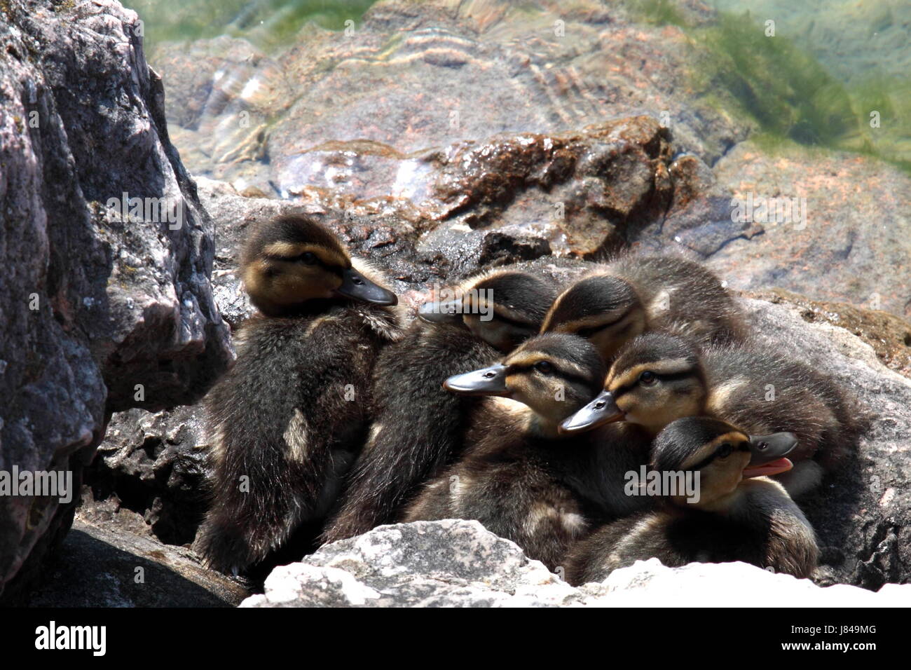 animals ducks aquatics young younger familiy family child children kids ...